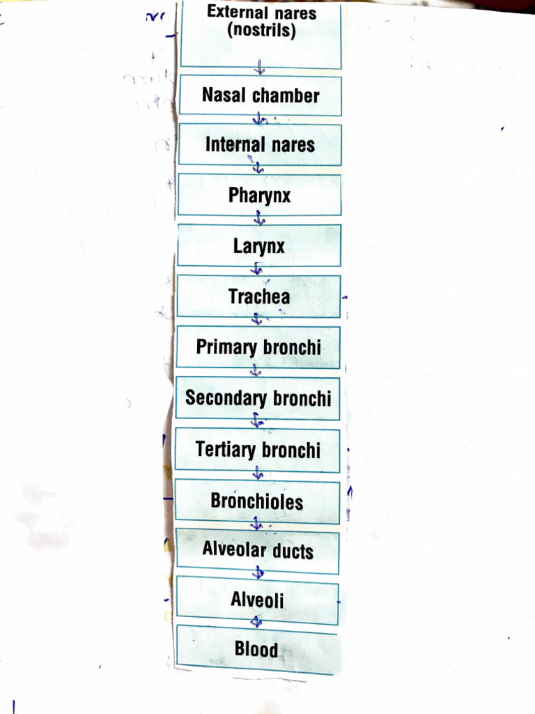 air pathway_999e702a-badf-4be6-a121-8d67052d8952 | PDF