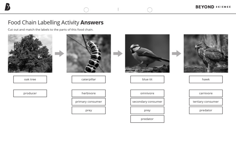 Food Chain Labeling Activity Guide | PDF