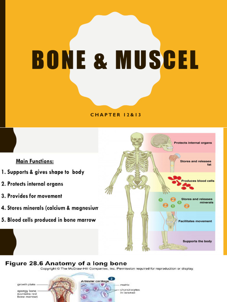 Bone & Muscle | PDF