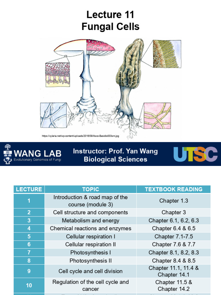 Module3 Lecture 11 FungalCells | PDF | Fungus | Spore