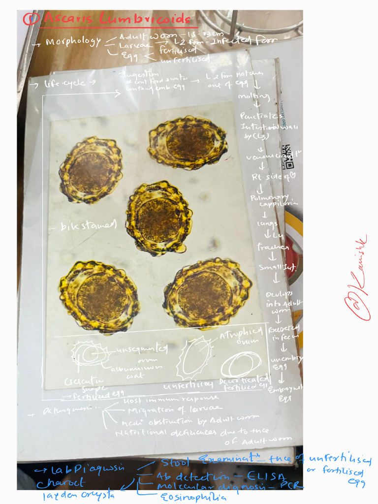 Eggs Micro Practical | PDF