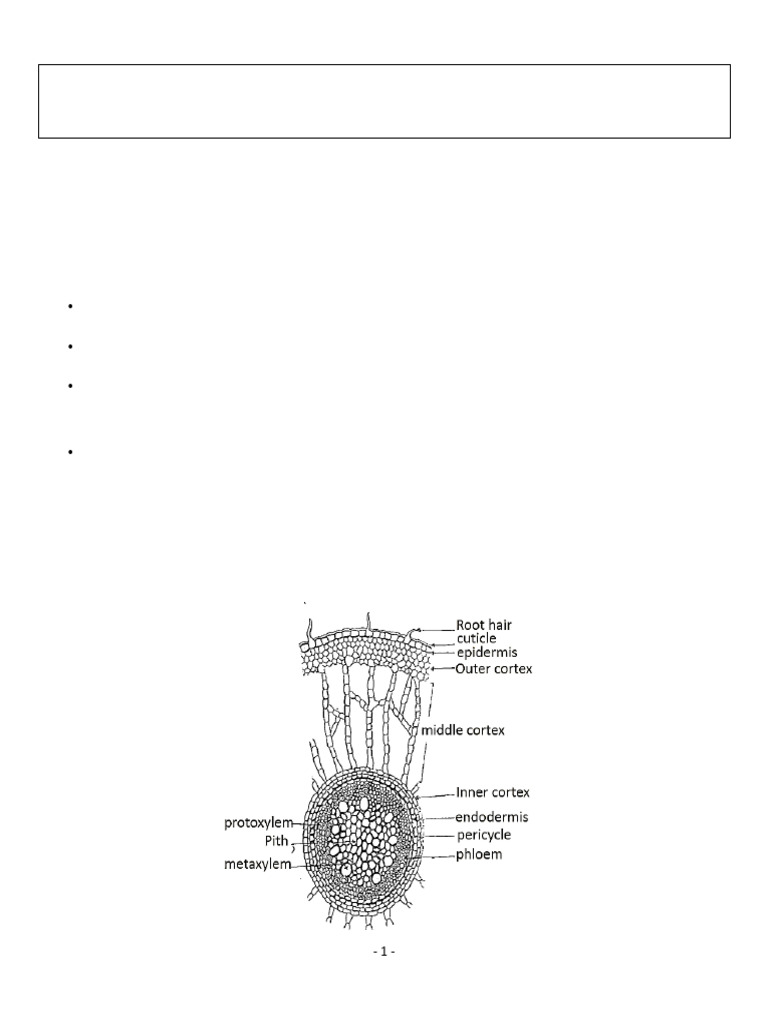 Adaptasi Struktur Anatomi Tumbuhan Higrofit | PDF | Tissue (Biology) | Leaf