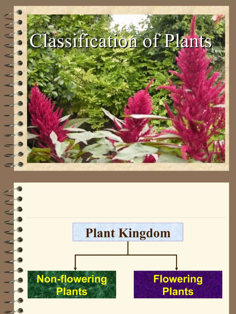 Classification of Plant | PDF