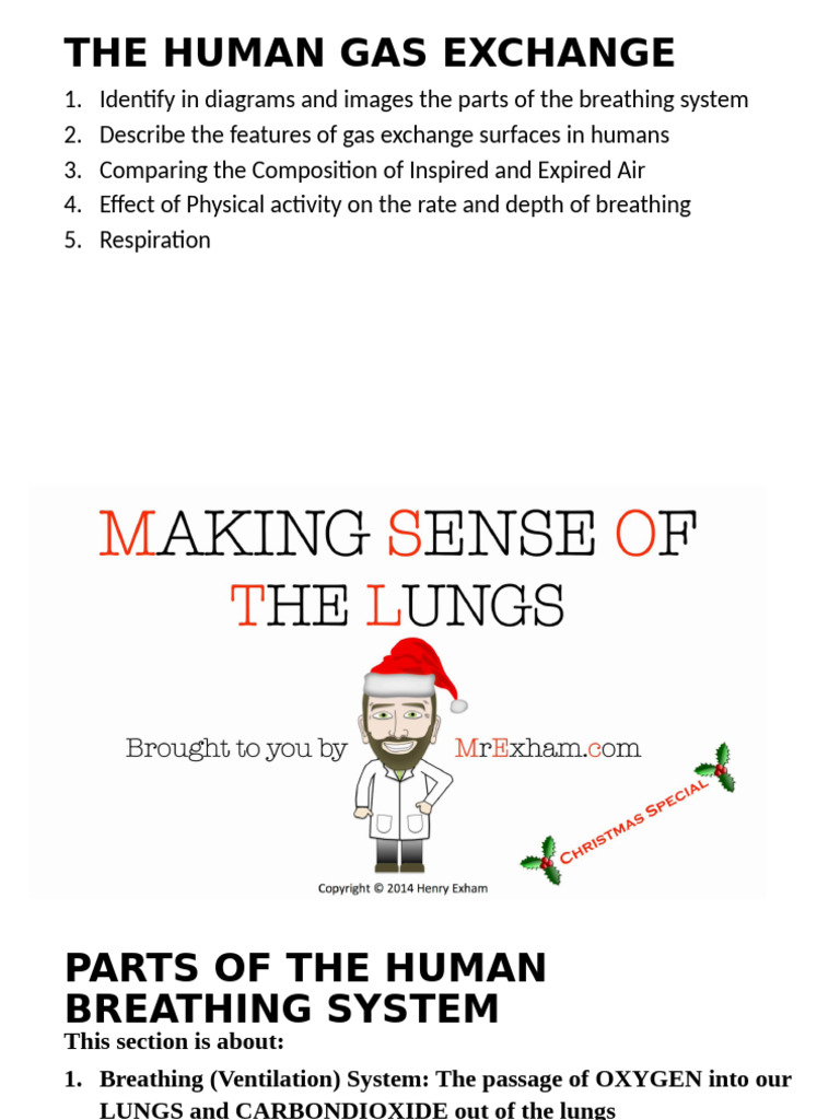 Gas Exchange in Humans 25 | PDF | Breathing | Lung
