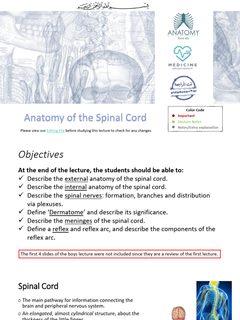 Spinal Cord Anatomy Overview | PDF | Spinal Cord | Motor Neuron