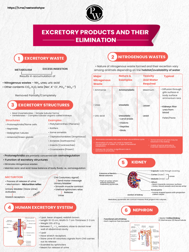 Excretory Products and Their Elimination_250906_232954 | PDF | Kidney ...