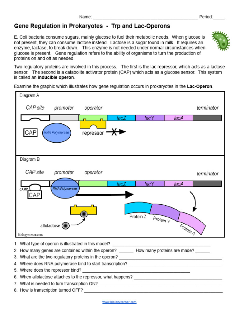 Gene Regulation: Trp and Lac Operons | PDF | Operon | Repressor
