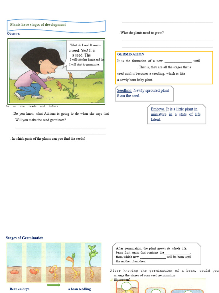 Plant Germination Stages for Kids | PDF | Seed | Germination