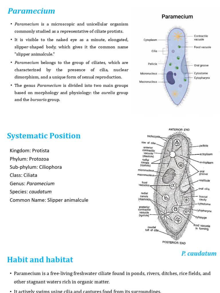 Paramecium | PDF | Biology | Cell Biology