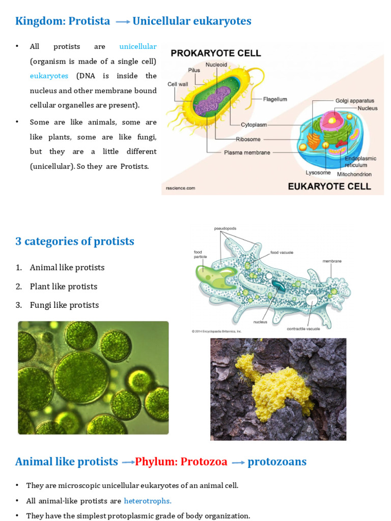 Kingdom Protista (1) | PDF | Protozoa | Eukaryotes