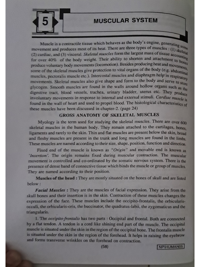 Chapter 5 Muscular | PDF