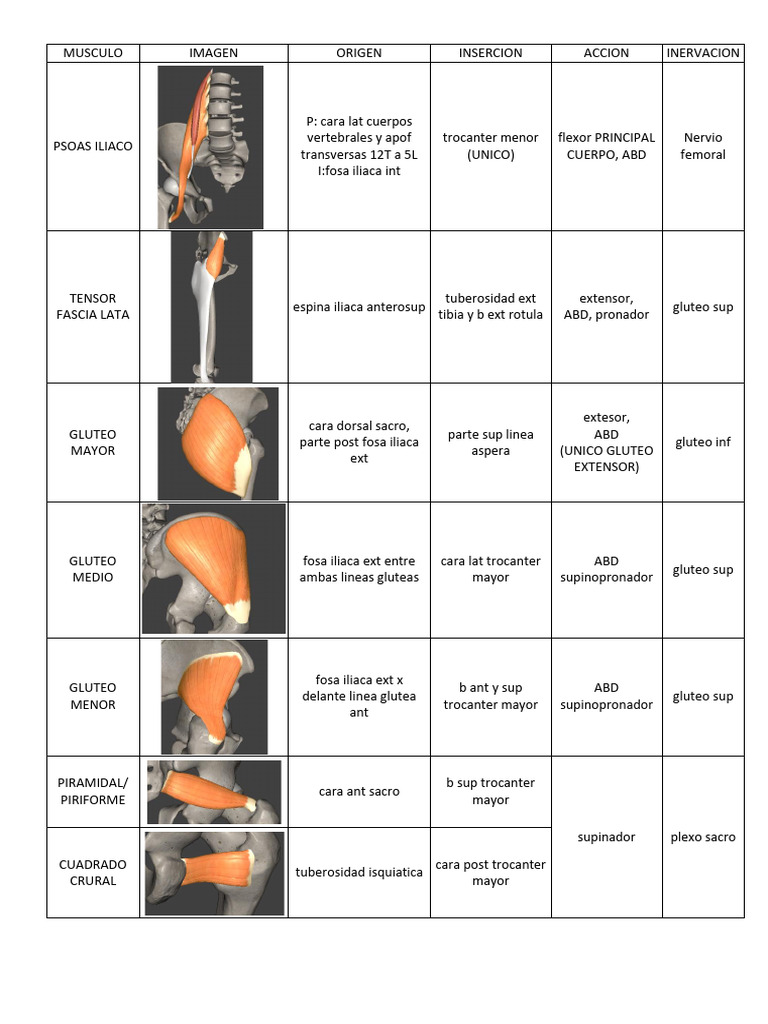 Anatomía y Función de los Músculos del Muslo | PDF | Anatomía humana ...