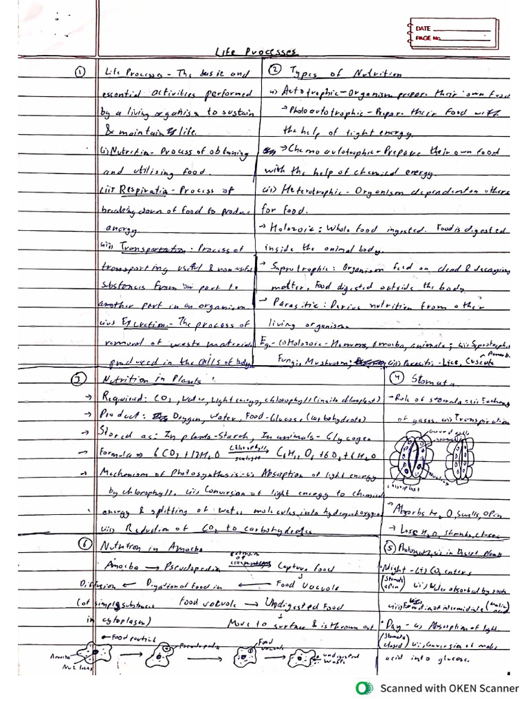 Life Processes Class10 Short Notes by Kanav | PDF