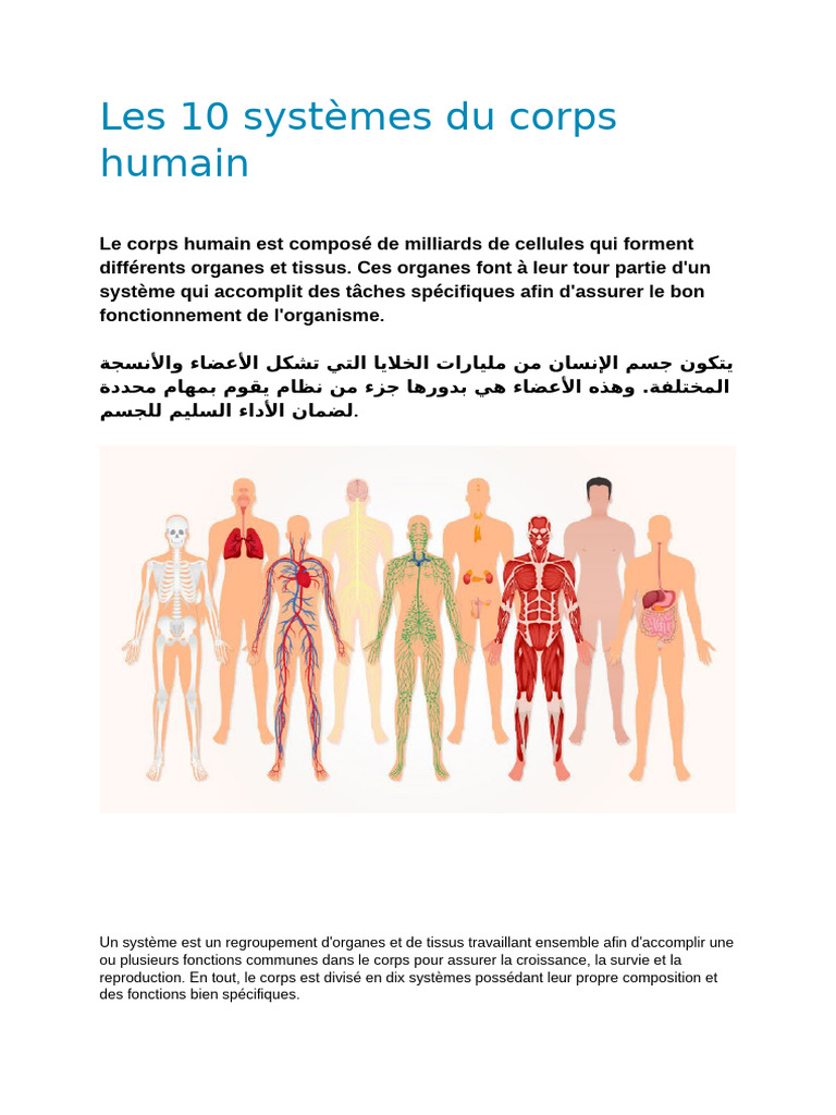Les 10 systèmes du corps humain | PDF | Tractus gastro-intestinal ...