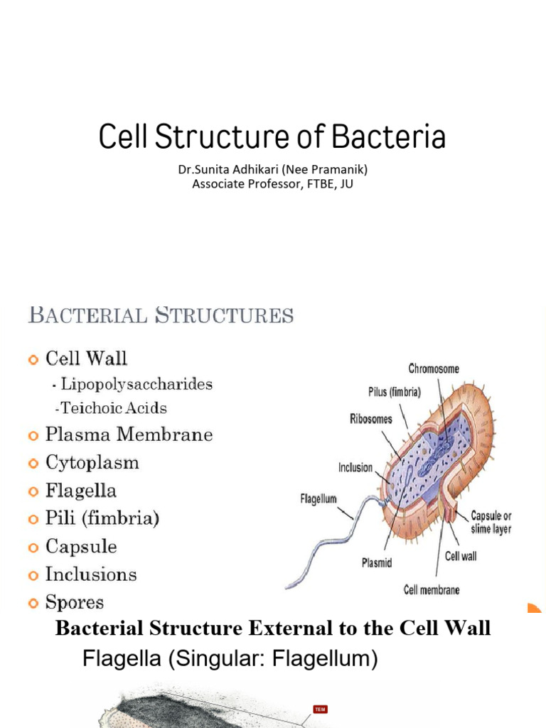 Bacterial Cell Structure and Motility | PDF | Bacteria | Cell (Biology)