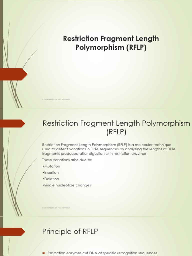 10 L Restriction Fragment Length Polymorphism (RFLP) | PDF ...