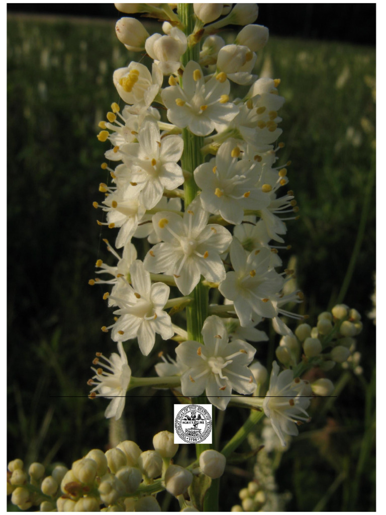 Tennessee Rare Plant List 2021 | PDF | Endangered Species Act Of 1973 ...