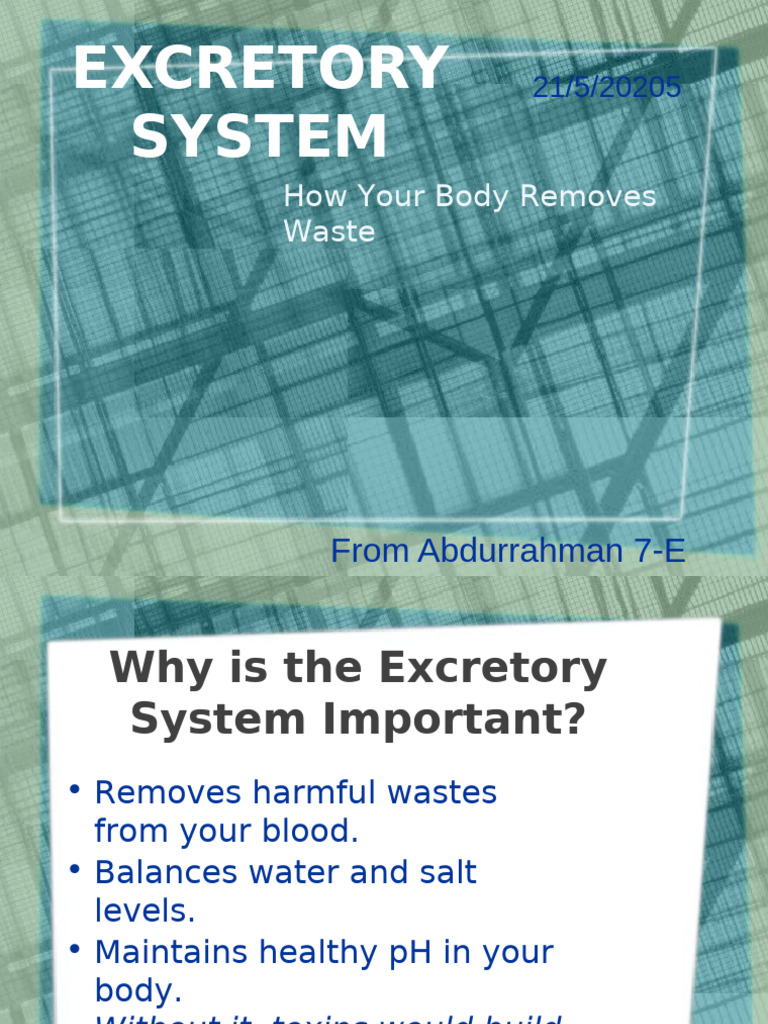 Excretory System: Waste Removal Explained | PDF