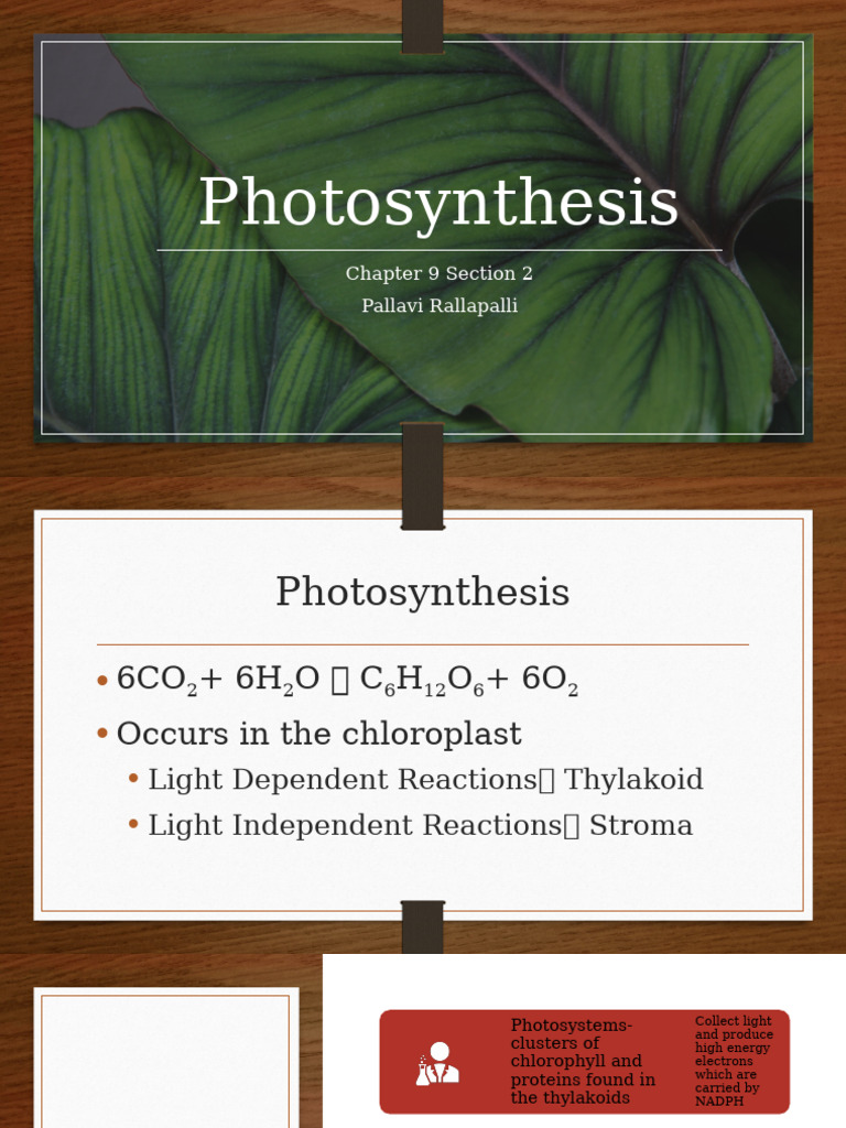 Photosynthesis and Cellular Respiration Overview | PDF | Cellular ...