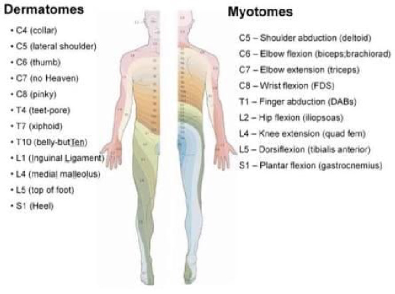 dermatomes:myotomes | PDF