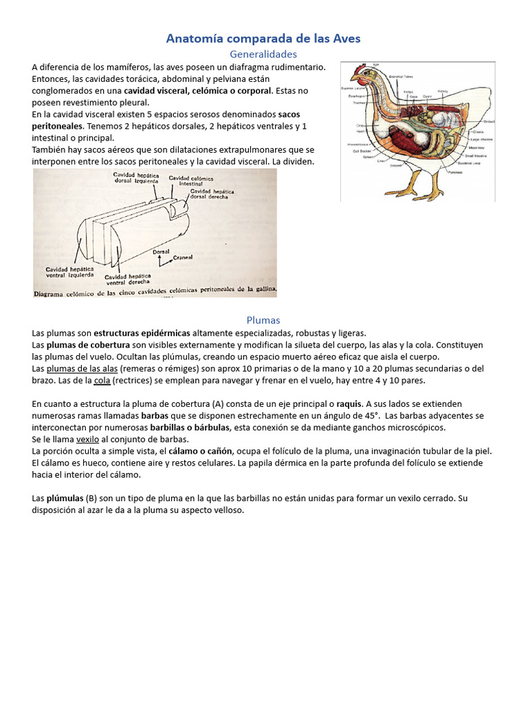 Anatomía de Las Aves 1 | PDF | Laringe | Estómago