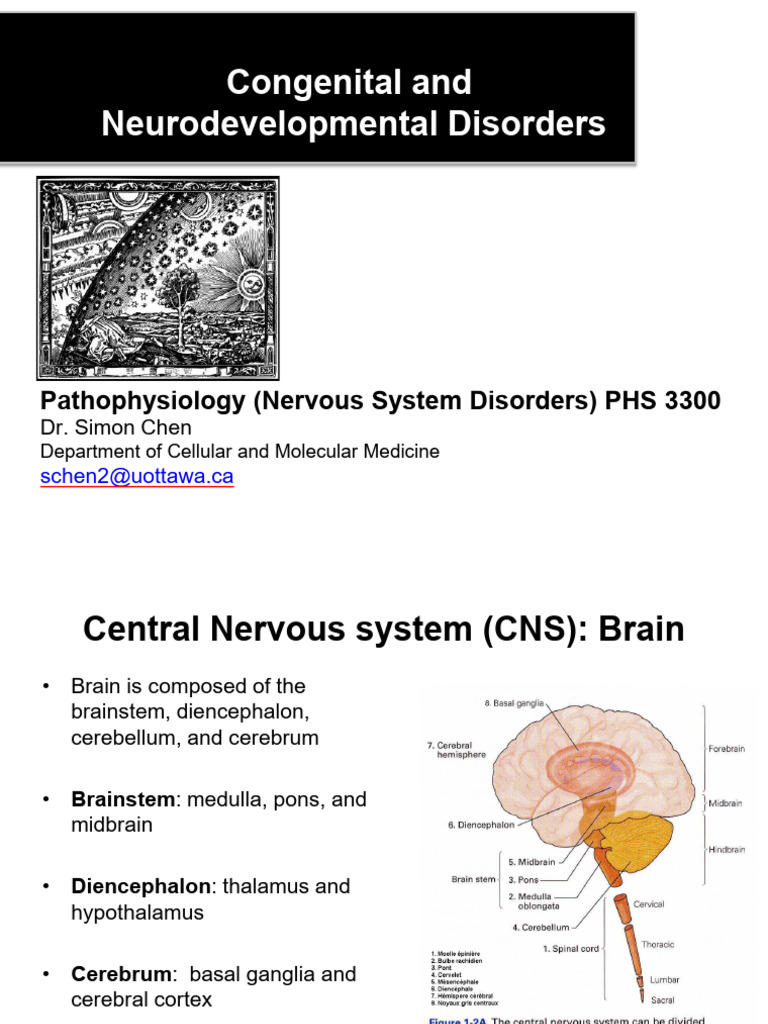 PHS3300 Lecture Neuro 1 Autism | PDF | Synapse | Central Nervous System