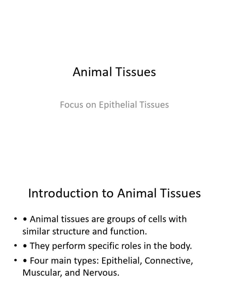 Epithelial Tissues in Animal Biology | PDF