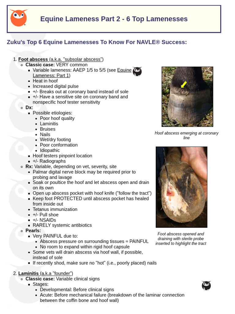 Equine Lameness Part 2 - 6 Top Lamenesses | PDF | Musculoskeletal System
