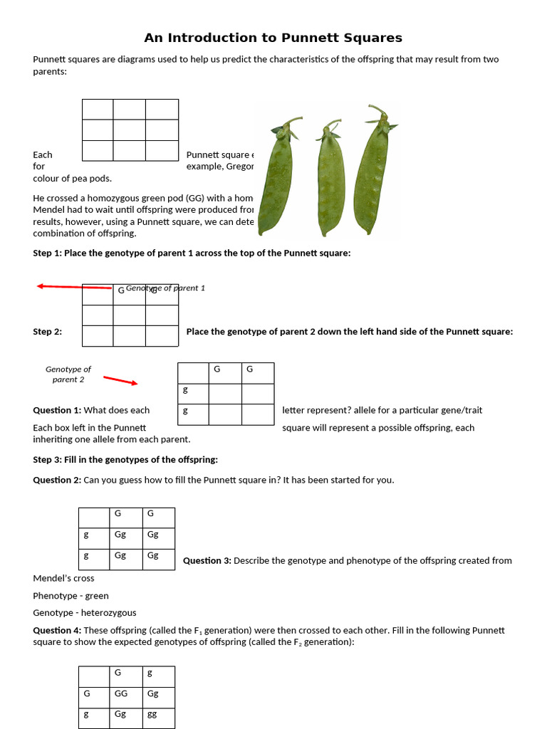 1a. Intro To Punnett Squares | PDF | Genotype | Zygosity
