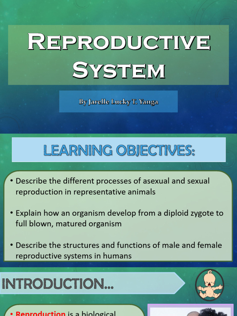 Module 11 - Reproductive System (Part 1) | PDF | Menstrual Cycle | Testicle
