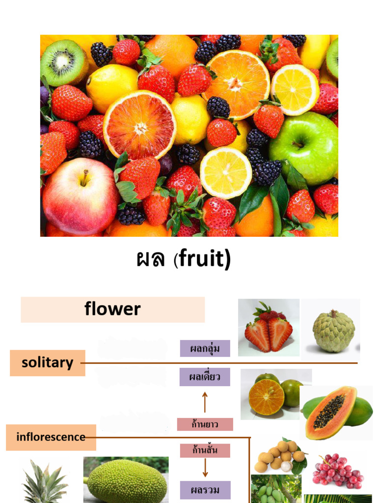 Fruit) | PDF