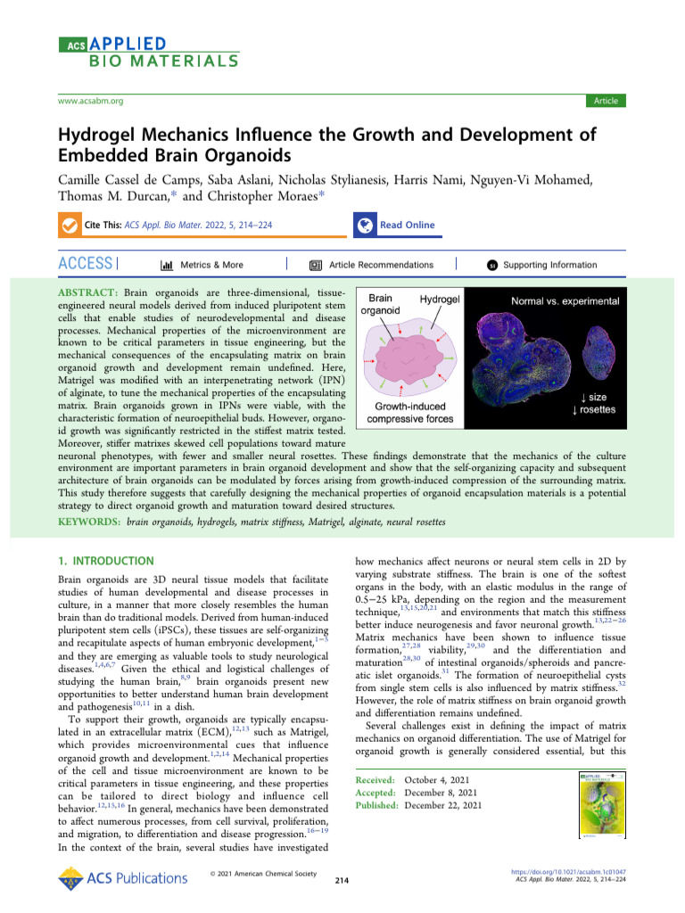 Hydrogel Mechanics Affect Brain Organoid Growth | PDF | Extracellular ...