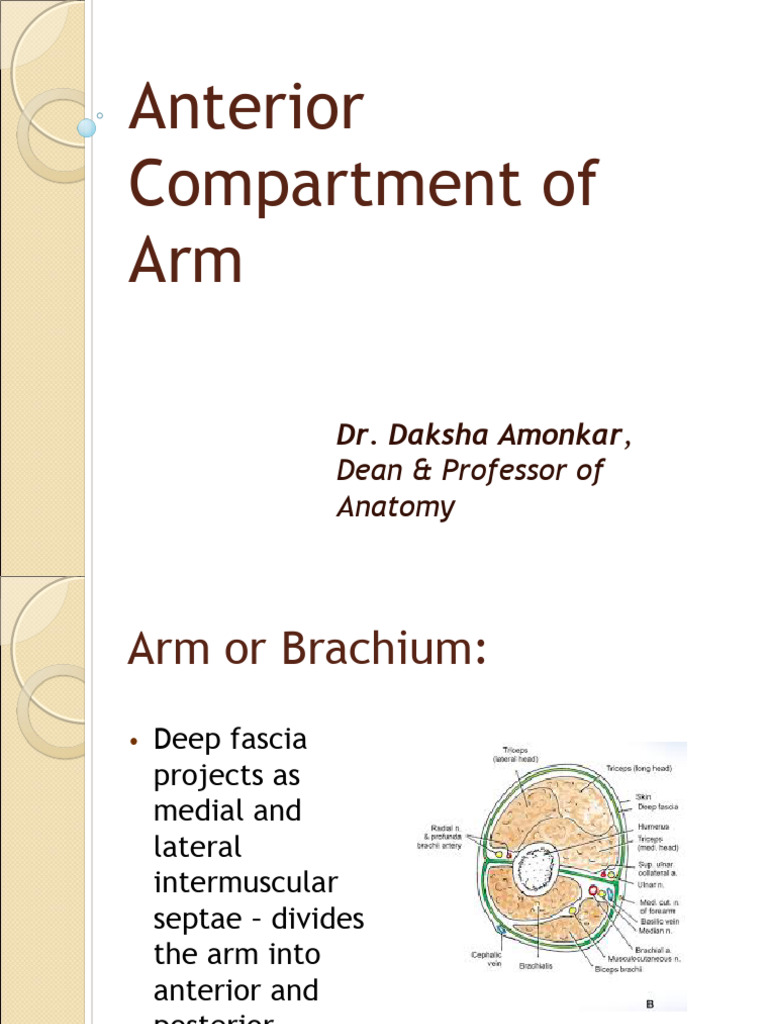 Anterior Compartment of Arm | PDF | Arm | Elbow