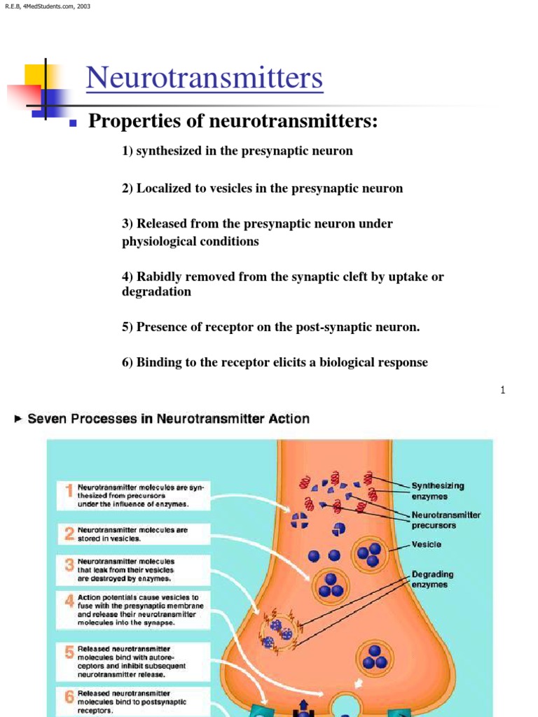 Neurotransmitter Properties and Synthesis | PDF | Chemical Synapse ...