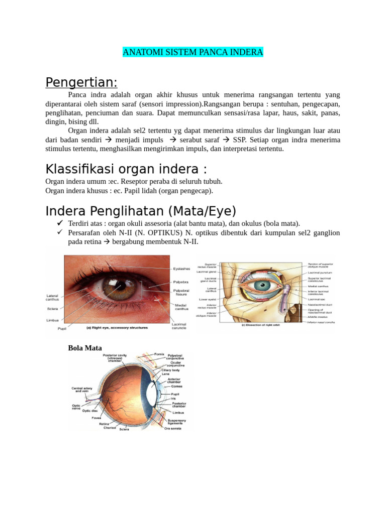 Anatomi dan Fisiologi Panca Indra | PDF