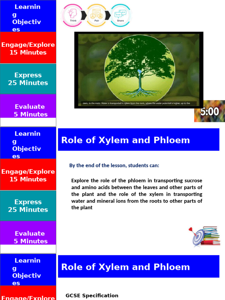 Understanding Plant Transport Systems | PDF | Plant Stem | Root