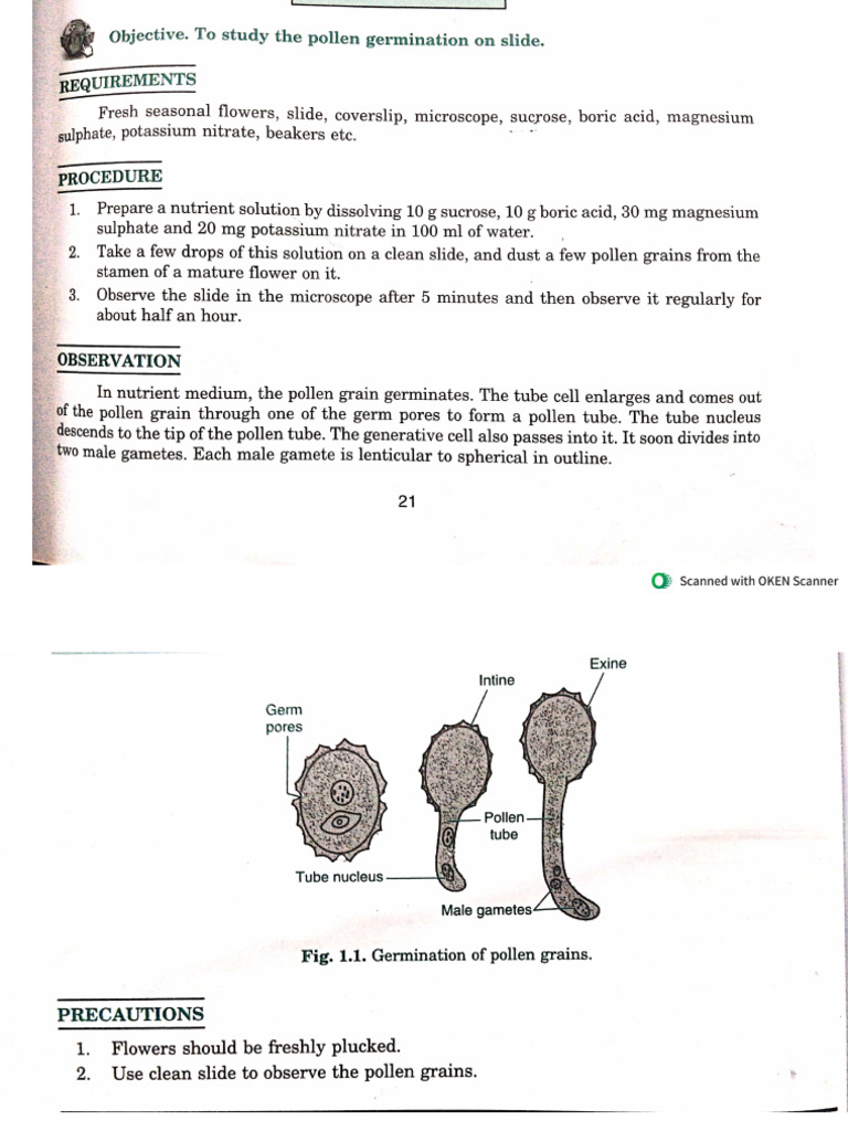 To Prepare A Temporary Mount To Observe Pollen Germination | PDF