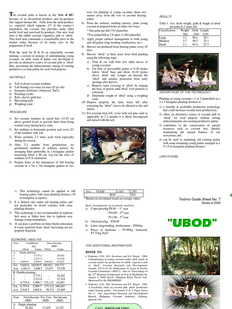 Ubod | PDF | Coconut | Arecaceae