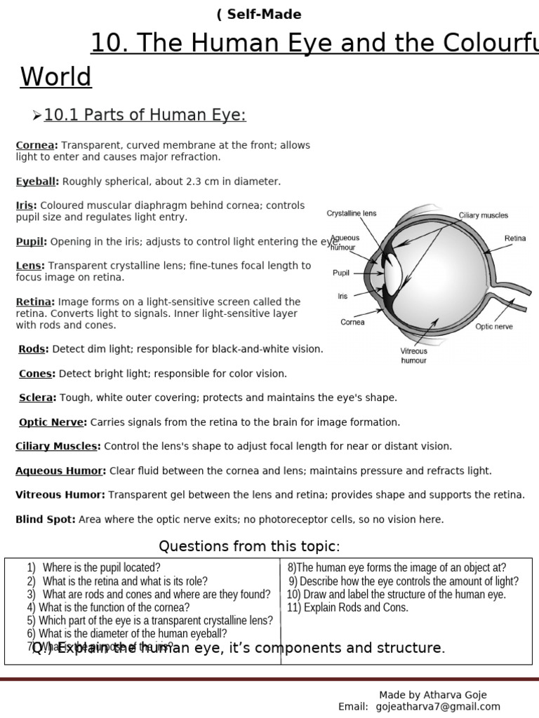 Human Eye Structure and Function Guide | PDF | Eye | Human Eye
