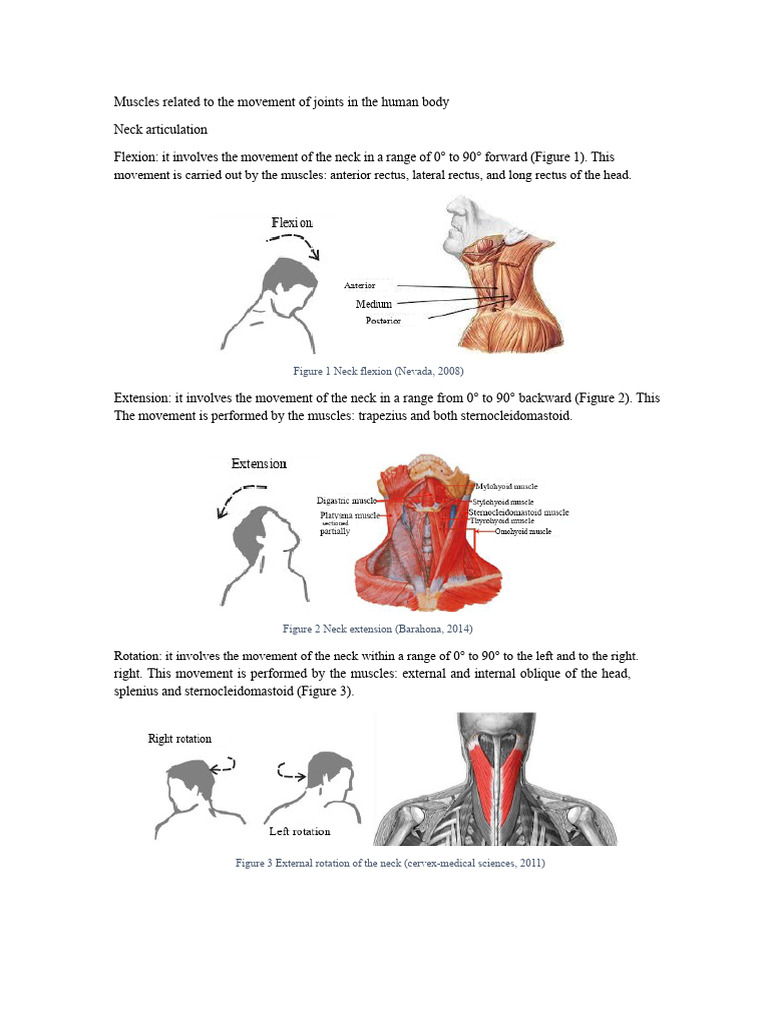 Human Joint Movement Muscles Explained | PDF | Anatomical Terms Of ...