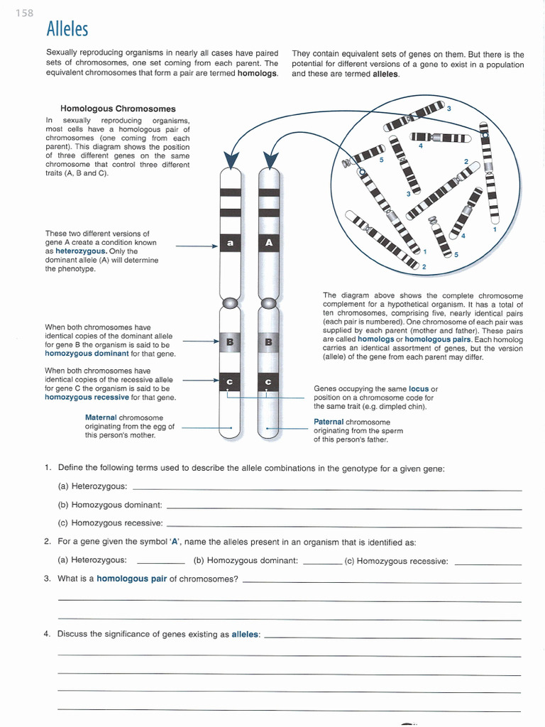 3 - Alleles - Genetic Cross Practice | PDF