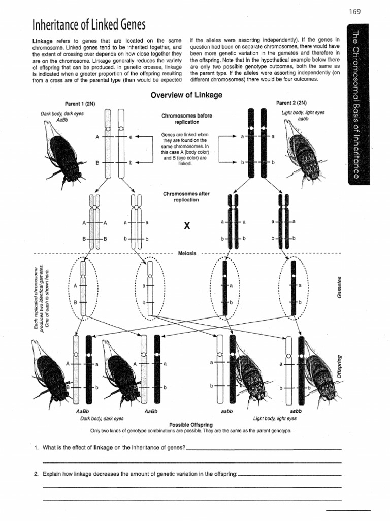 6 - Inheritance of Linked Genes Student | PDF | Genetic Linkage | Life ...