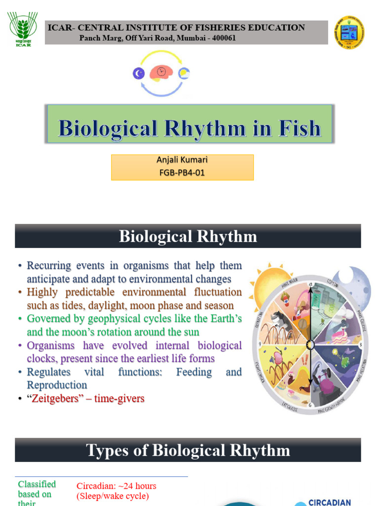 Biological Rhythm in Fish | PDF | Circadian Rhythm | Clock