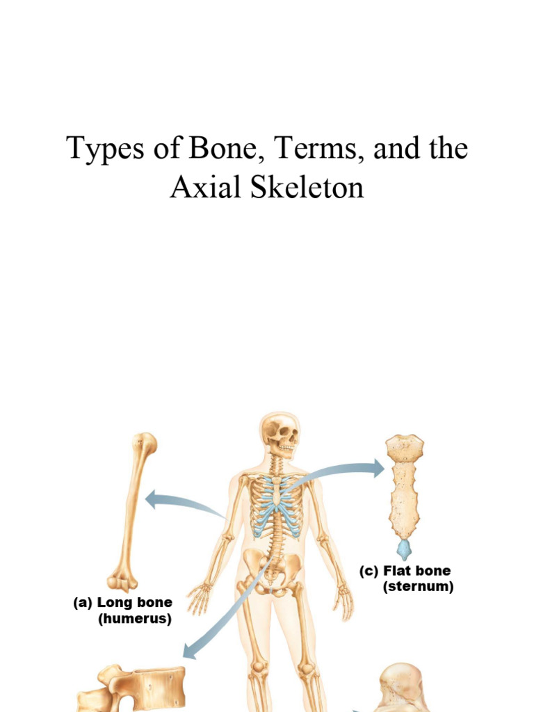 Labeled Powerpoint of Bones - For Students | PDF | Vertebra | Skull