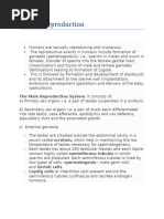 Class 12 Human Reproduction Notes | PDF | Menstrual Cycle | Testicle