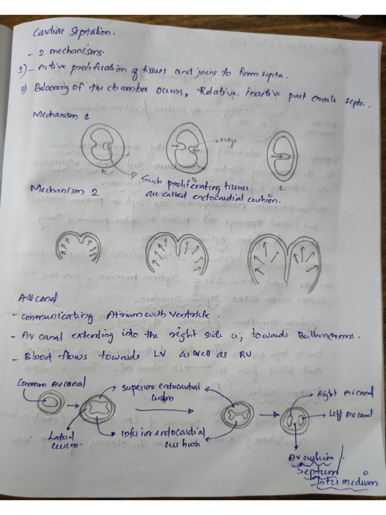 Heart Development Part 2 | PDF