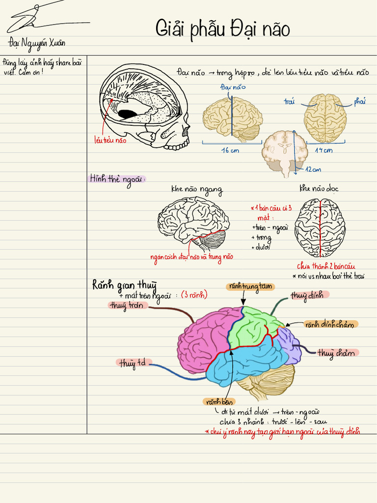 Giai-phau | PDF