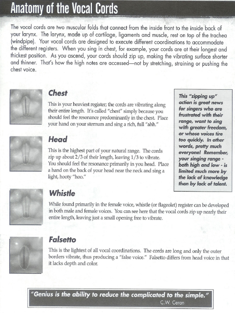 Anatomy of Vocal Cords | PDF