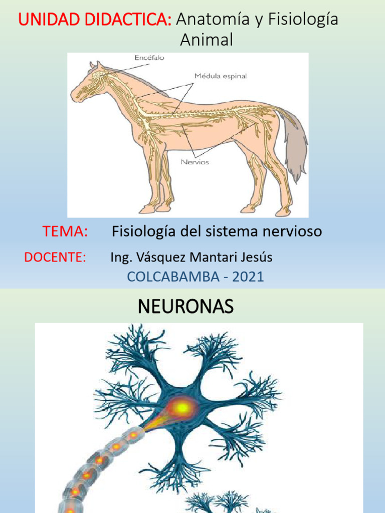 Fisiología del Sistema Nervioso Animal | PDF | Sinapsis | Neurona