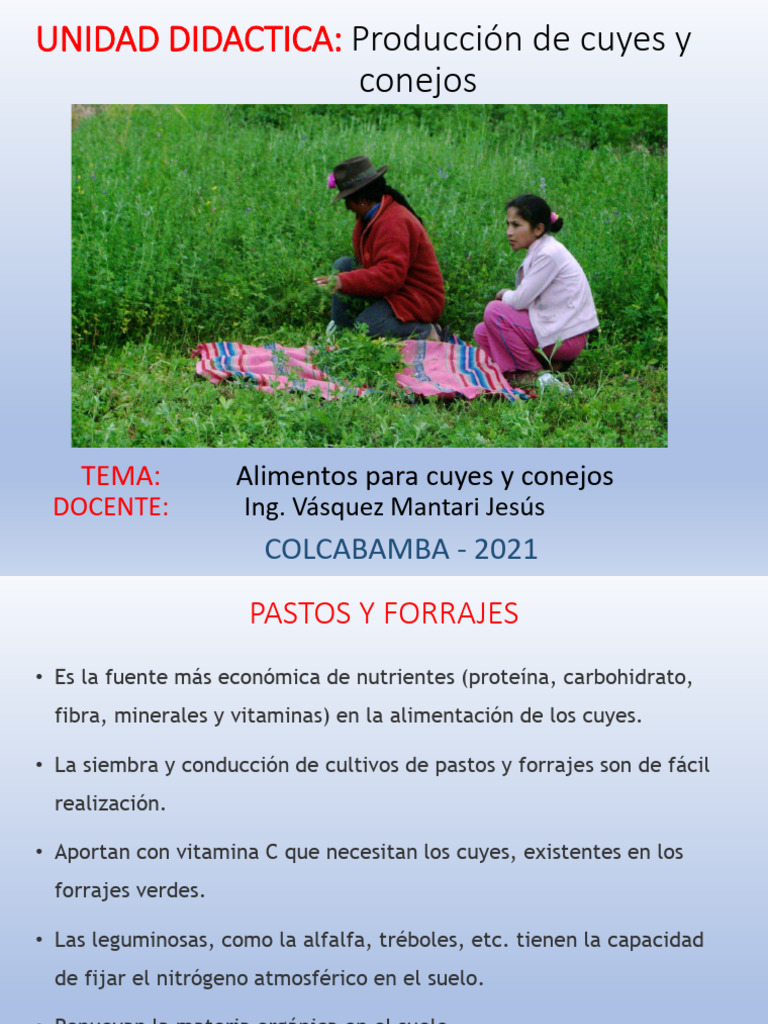 Actividad #8.1 - Alimentos para Cuyes | PDF